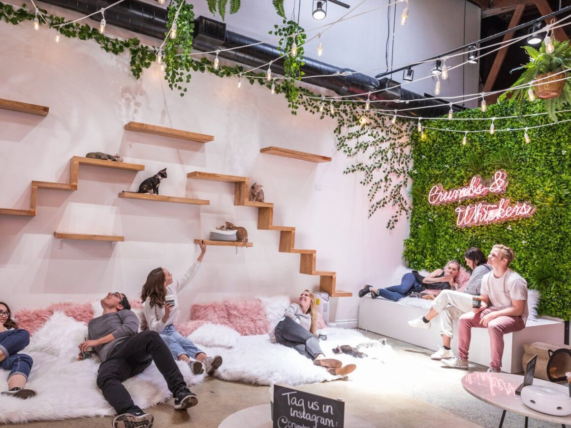 Best cat cafes in Ho Chi Minh - FoodParadise.Network - Exploring the ...